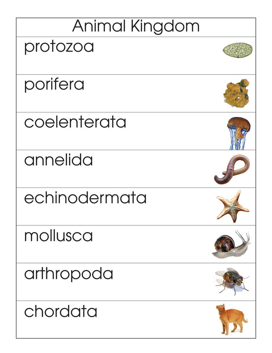 Animal Kingdom Sorting – Montessori Materials by Lakeview