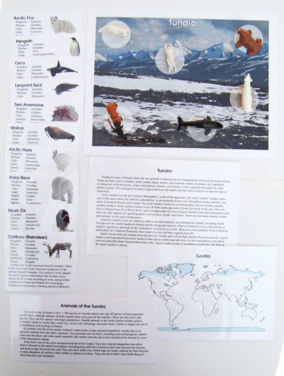 Biomes Set – Montessori Materials by Lakeview