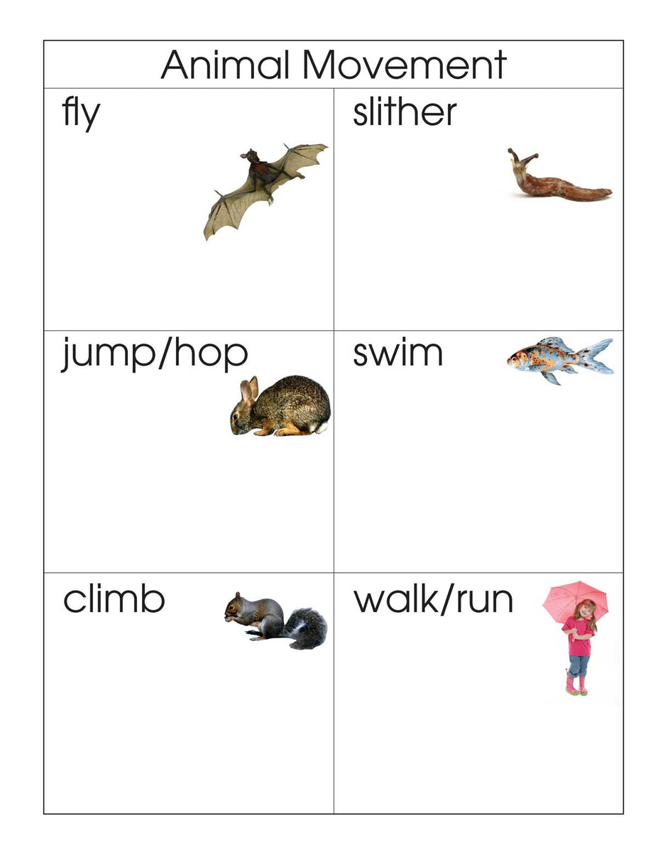 Animal Movement For Kids