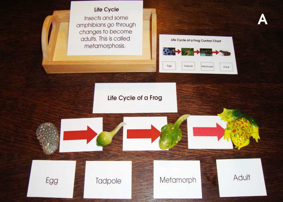 Introductory Life Cycle – Montessori Materials by Lakeview