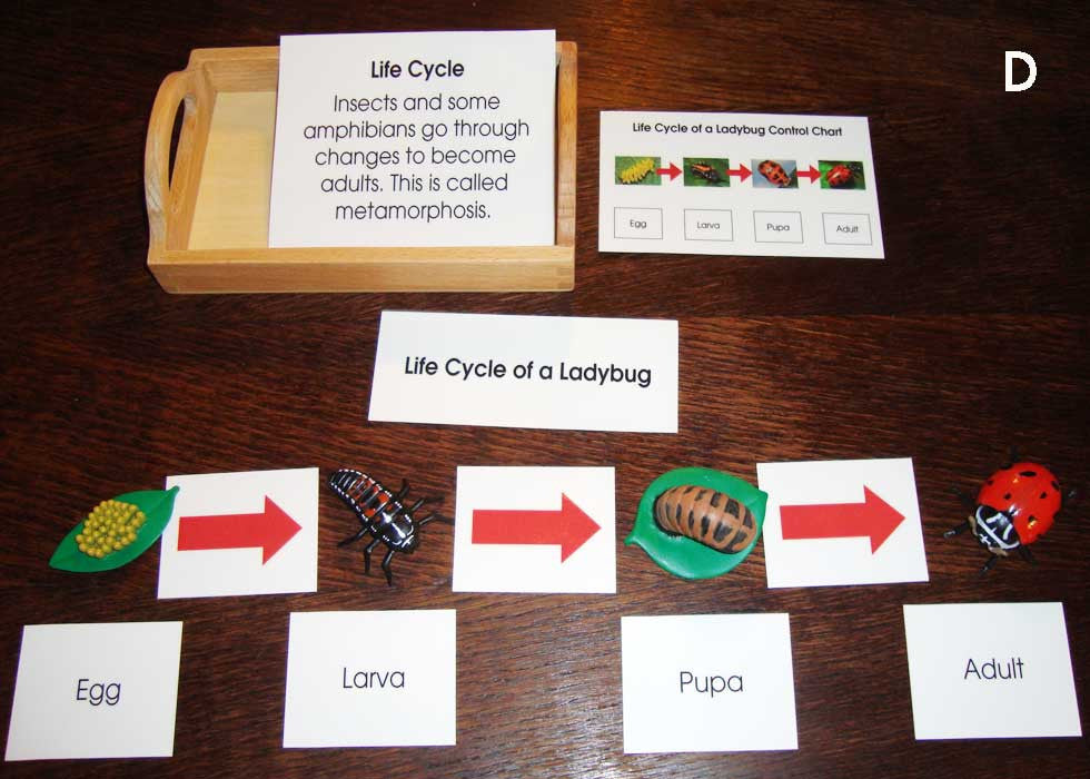 Introductory Life Cycle – Montessori Materials by Lakeview