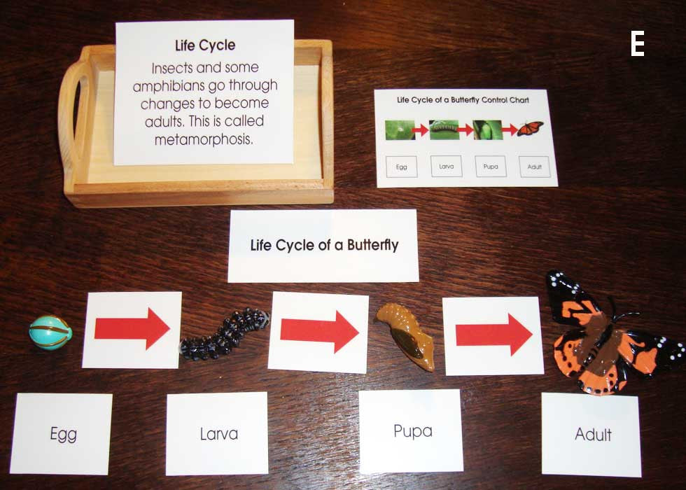 Introductory Life Cycle – Montessori Materials by Lakeview