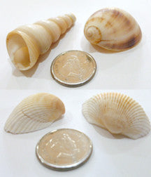 Shell – Montessori Materials by Lakeview