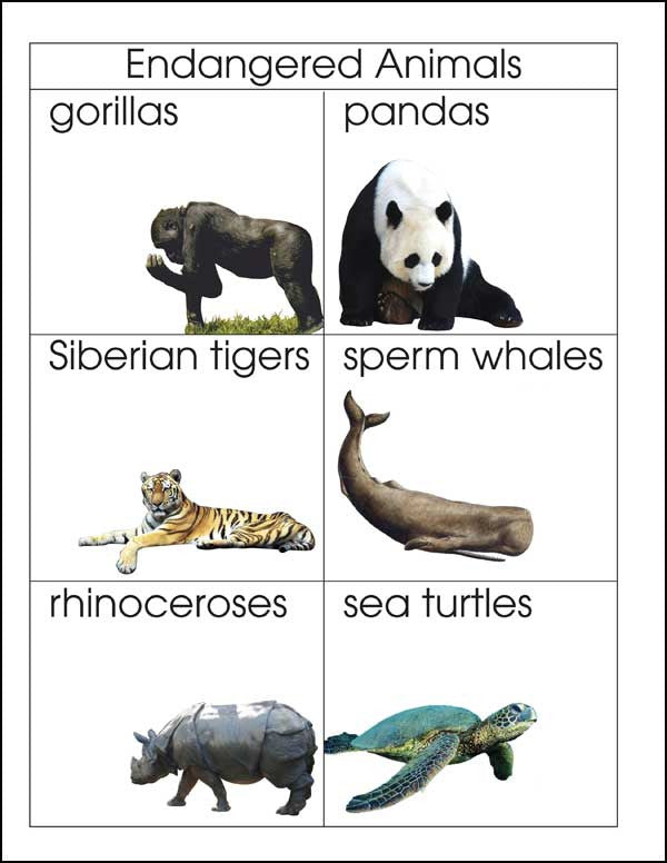 Endangered Animals – Montessori Materials by Lakeview